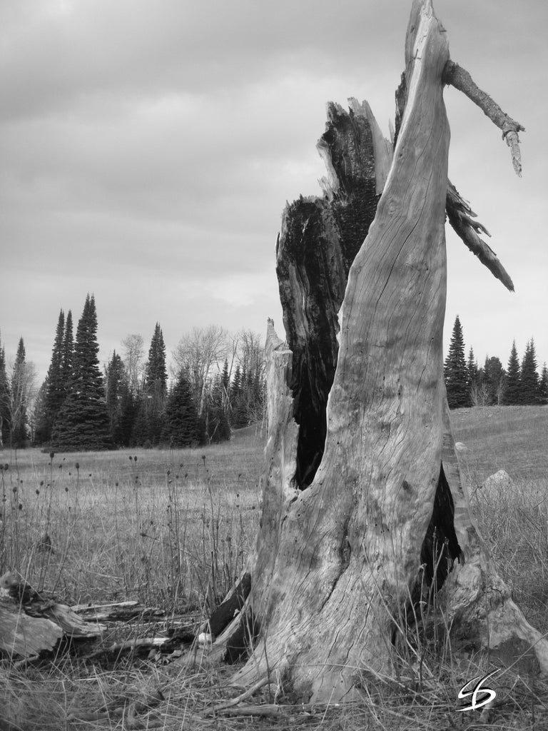 Tree Stump – SnowyBarn